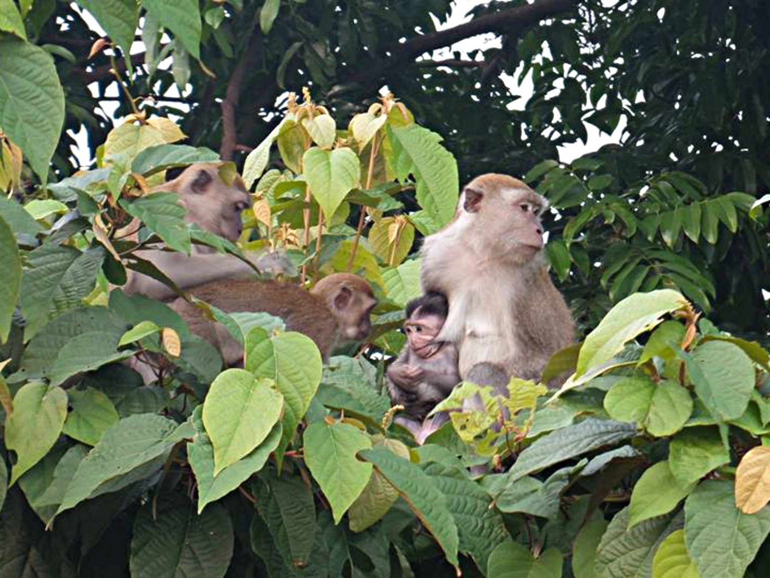 Common Found Species (Animals) in Bukit Lawang, North Sumatra, and ...