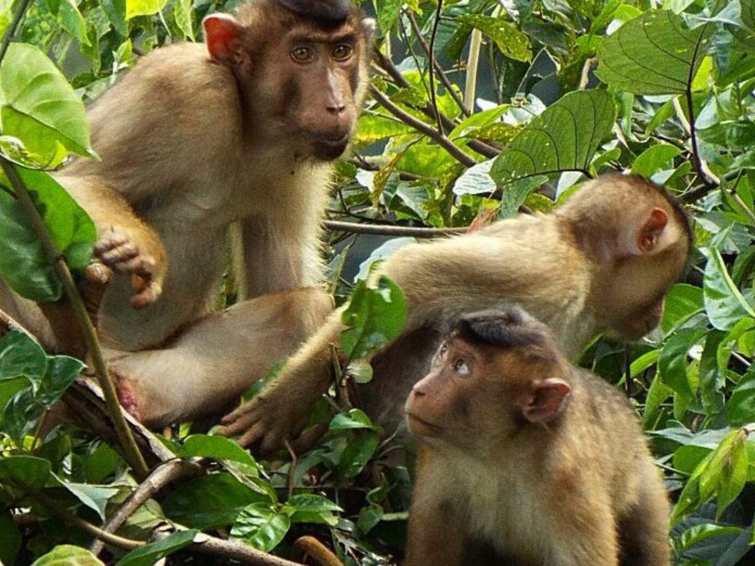 Common Found Species (Animals) in Bukit Lawang, North Sumatra, and ...