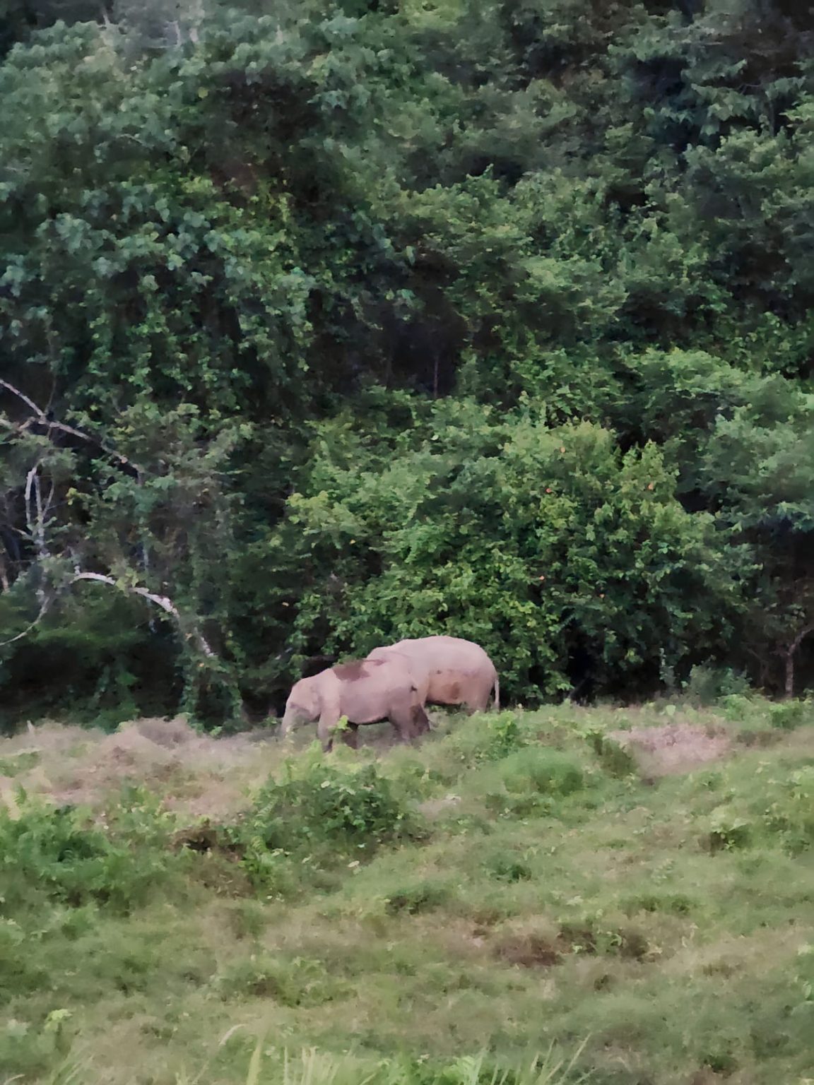 Sumatran Elephants, Palm Oil Plantations, Deforestation, and Ecotourism ...